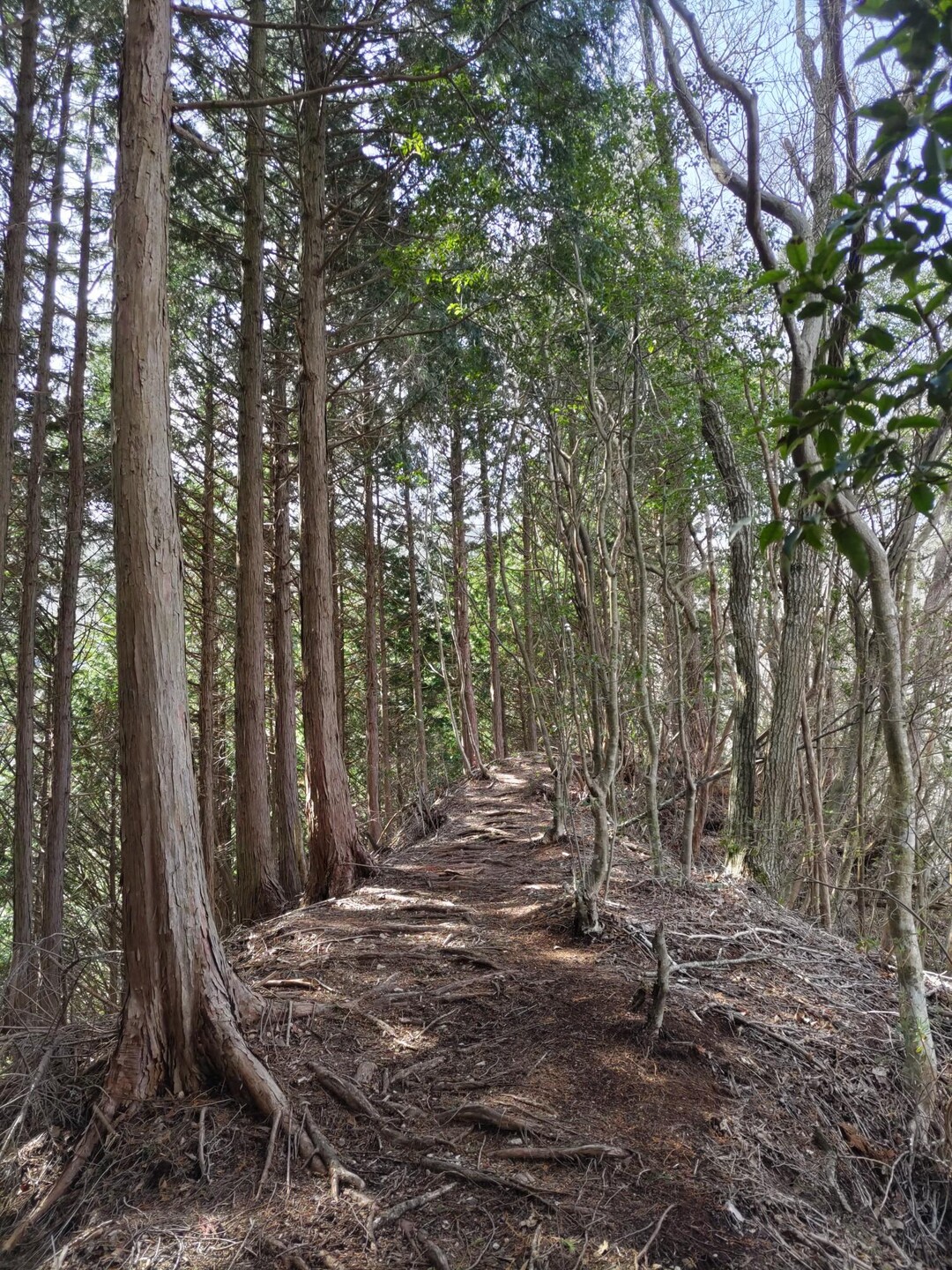 金剛山 中尾の背ルート / T64さんの金剛山・二上山・大和葛城山の活動データ | YAMAP / ヤマップ