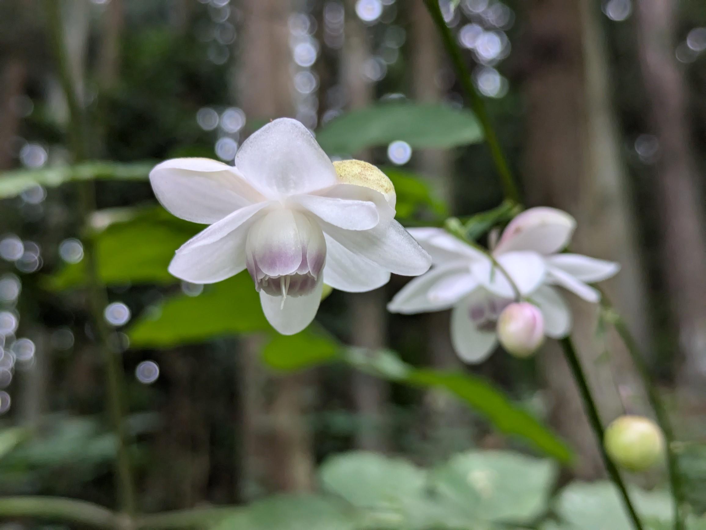 盂蘭盆会 🙏 お寺の裏山に森のランプ... / mozuさんのモーメント | YAMAP / ヤマップ