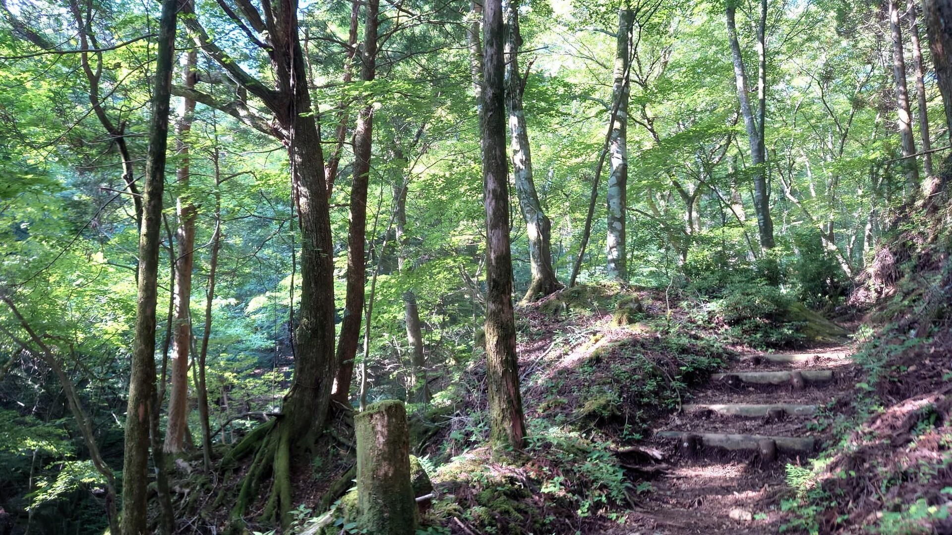 祖母山 / Chieさんの祖母山の活動データ | YAMAP / ヤマップ