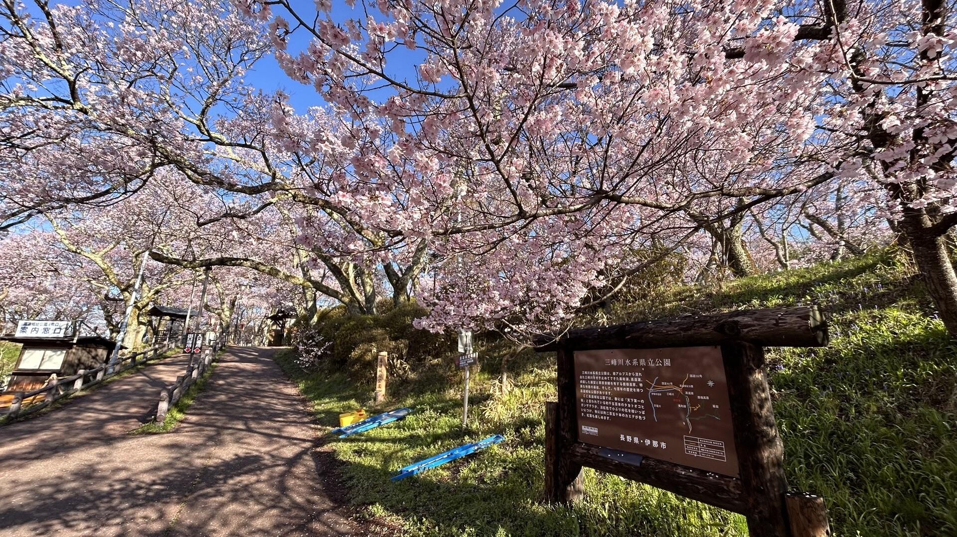 今日は高遠城址公園へ花見🌸 満開＋雲一... / shiburinさんのモーメント | YAMAP / ヤマップ