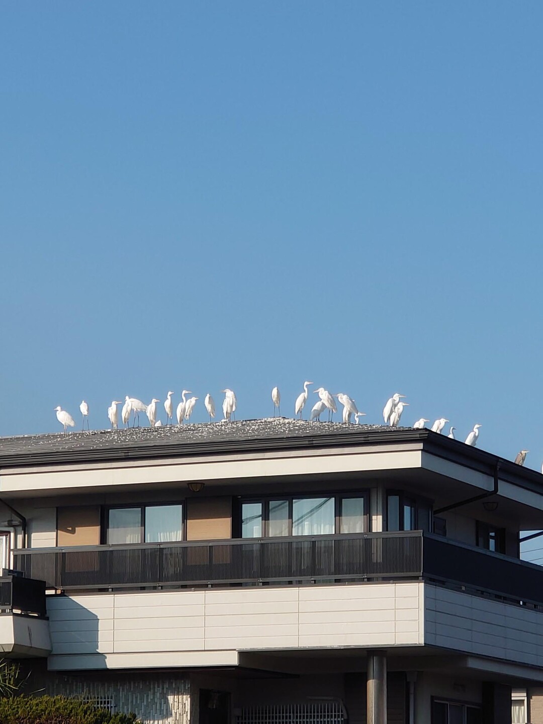 勢田川沿いの大きなお宅の屋根に白鷺の群が... / dewarsさんのモーメント | YAMAP / ヤマップ