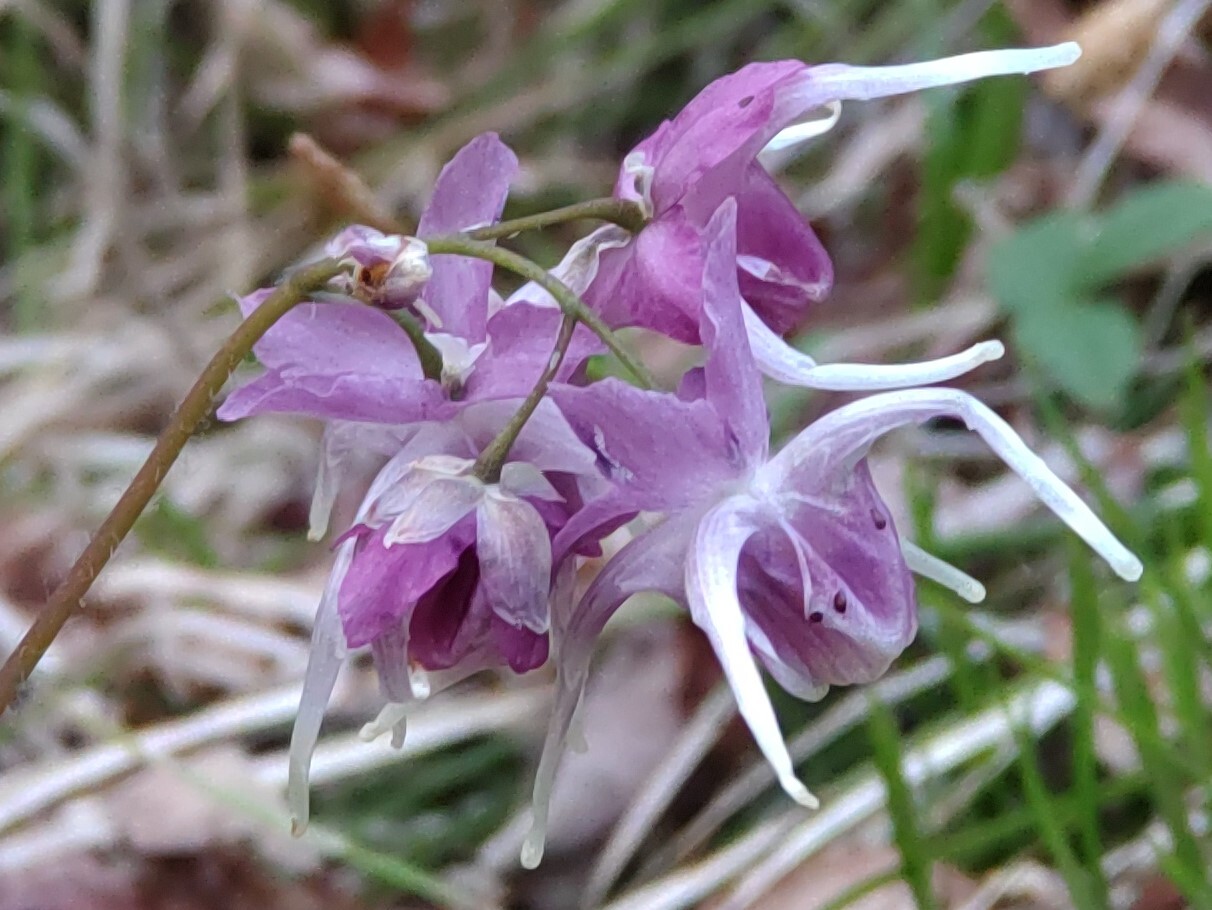 サイカチ沼（岩元山、仙台市）も、一段と花... / パパはTonyさんのモーメント | YAMAP / ヤマップ