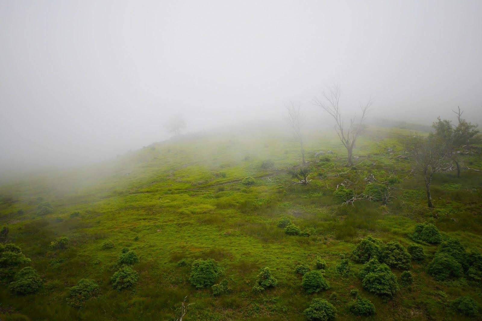 藤原岳 / yshrtrdさんの藤原岳・御池岳の活動データ | YAMAP / ヤマップ