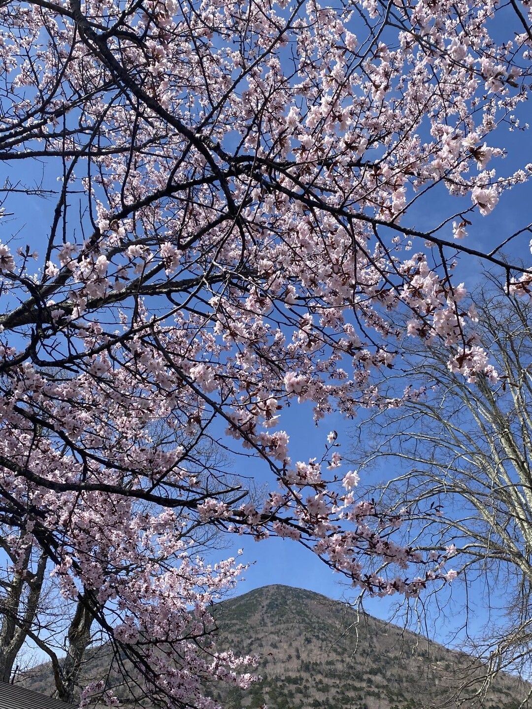 山桜が満開でした。男体山と山桜。 / jalan★jalanさんのモーメント | YAMAP / ヤマップ