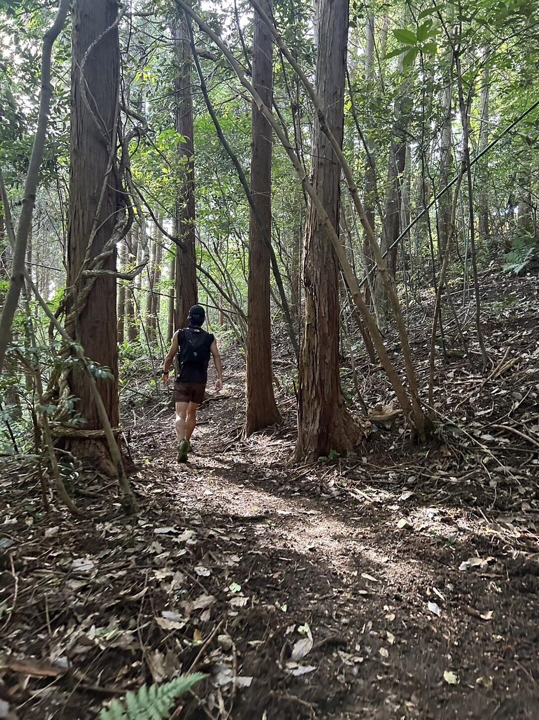 伊都国 TRAIL RUN-2024-07-26 / ゆうさんの伊都国 TRAIL RUNの活動データ | YAMAP / ヤマップ