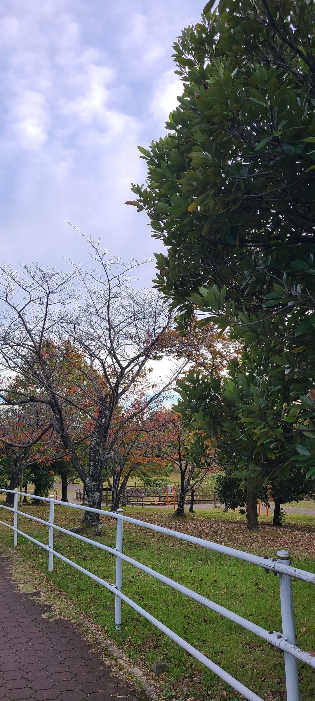 基礎トレ🦍洲原・JF / goriさんのランニングの活動データ | YAMAP / ヤマップ