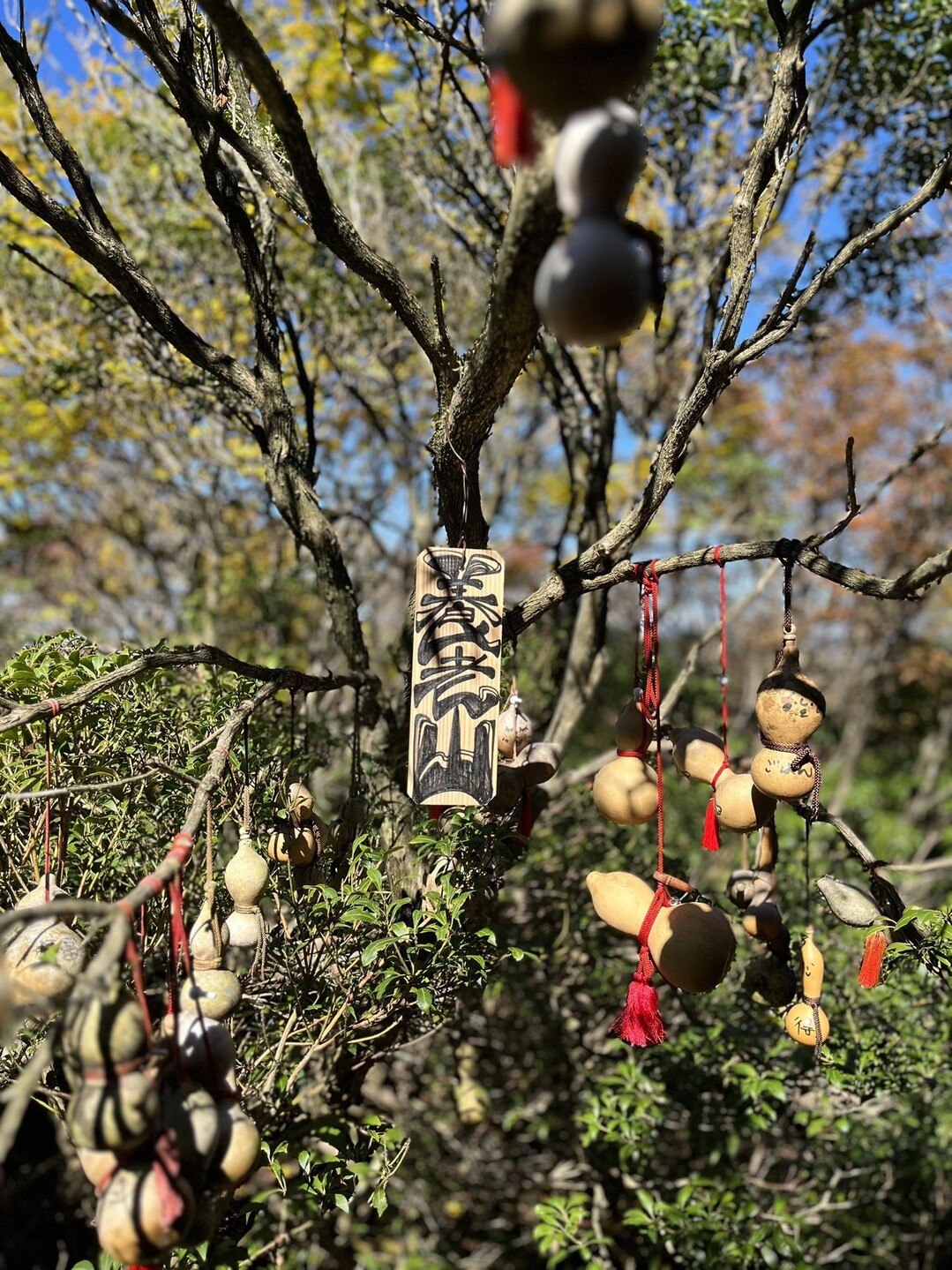三方山・小倉山・養老山・北尾根P826峰 / マサルさん（ONE）さんの養老山・笙ヶ岳・三方山の活動データ | YAMAP / ヤマップ