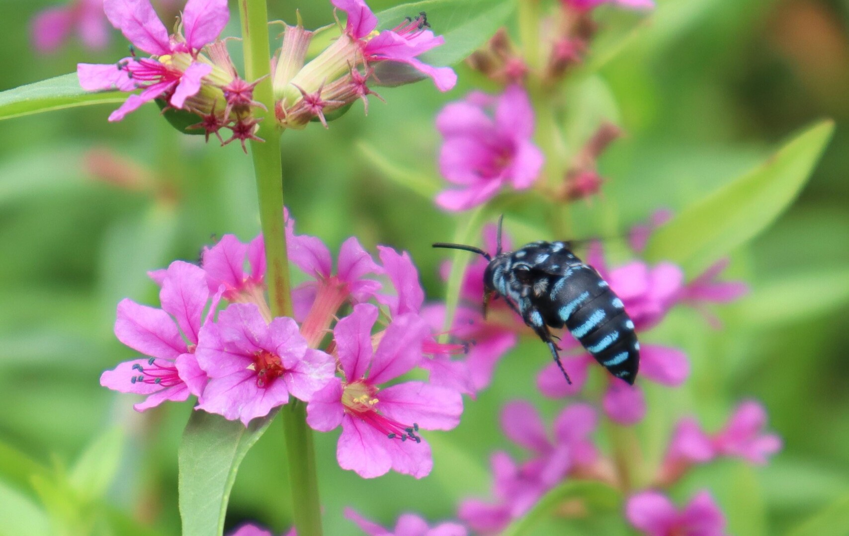 2023夏の野花etc. / dandanさんのその他の活動データ | YAMAP / ヤマップ