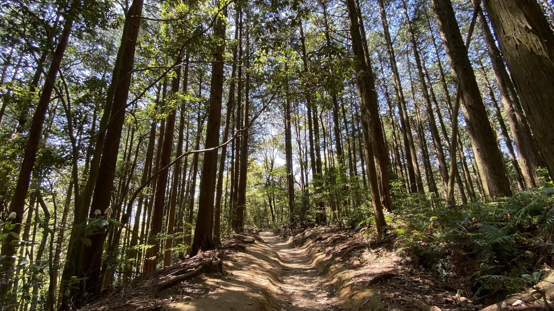 宝満山 / HIRO-Gさんの宝満山・三郡山・若杉山の活動データ | YAMAP / ヤマップ