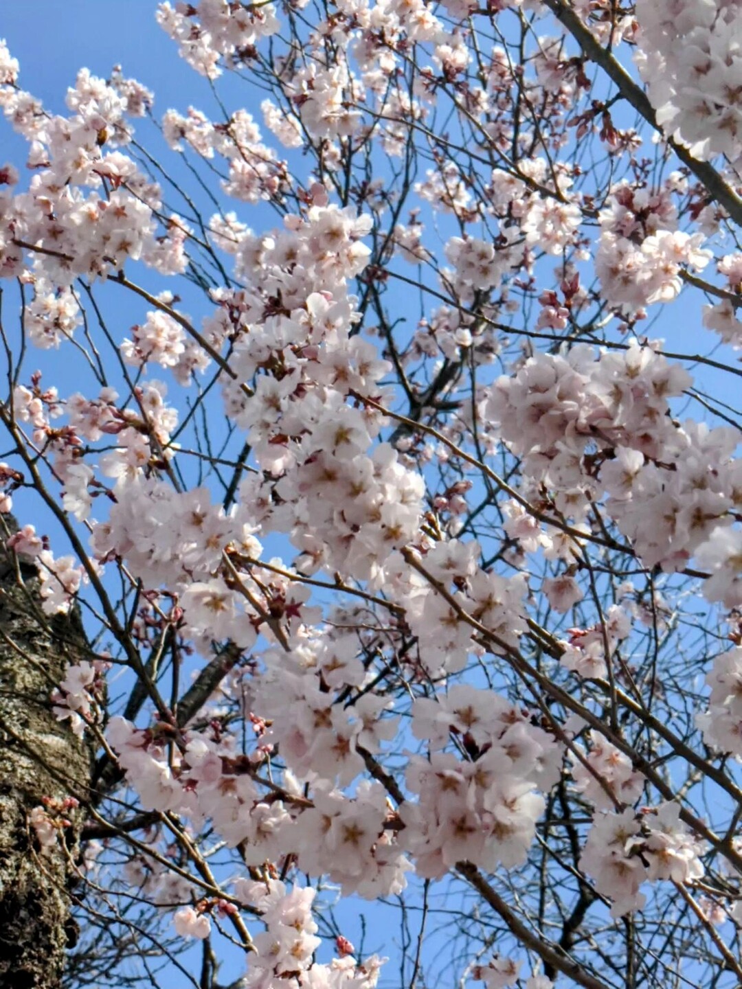 🌸ソメイヨシノ咲きました スイセン、... / yugohさんのモーメント | YAMAP / ヤマップ