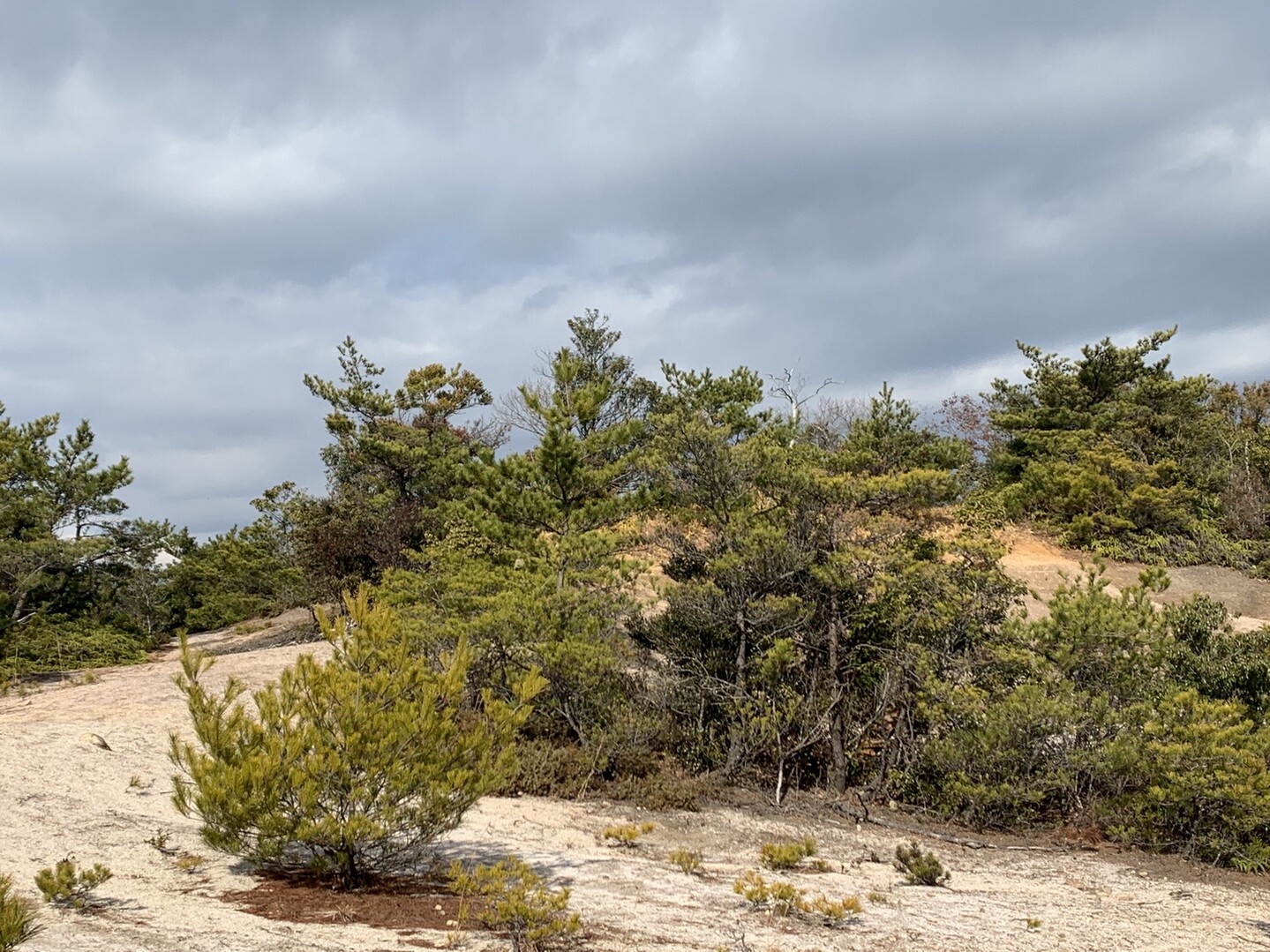 牛乗山⛰ / Reikoさんの牛乗山の活動データ | YAMAP / ヤマップ
