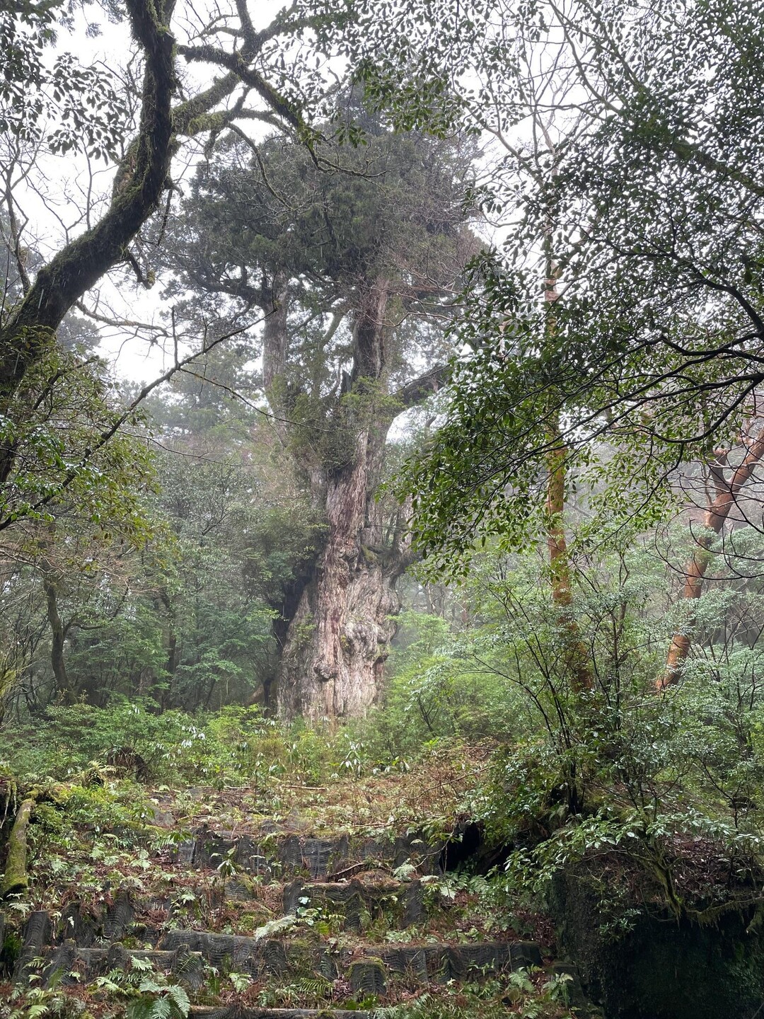 屋久島・宮之浦岳-2024-03-25 / Mountain Topさんの屋久島・宮之浦岳の活動データ | YAMAP / ヤマップ
