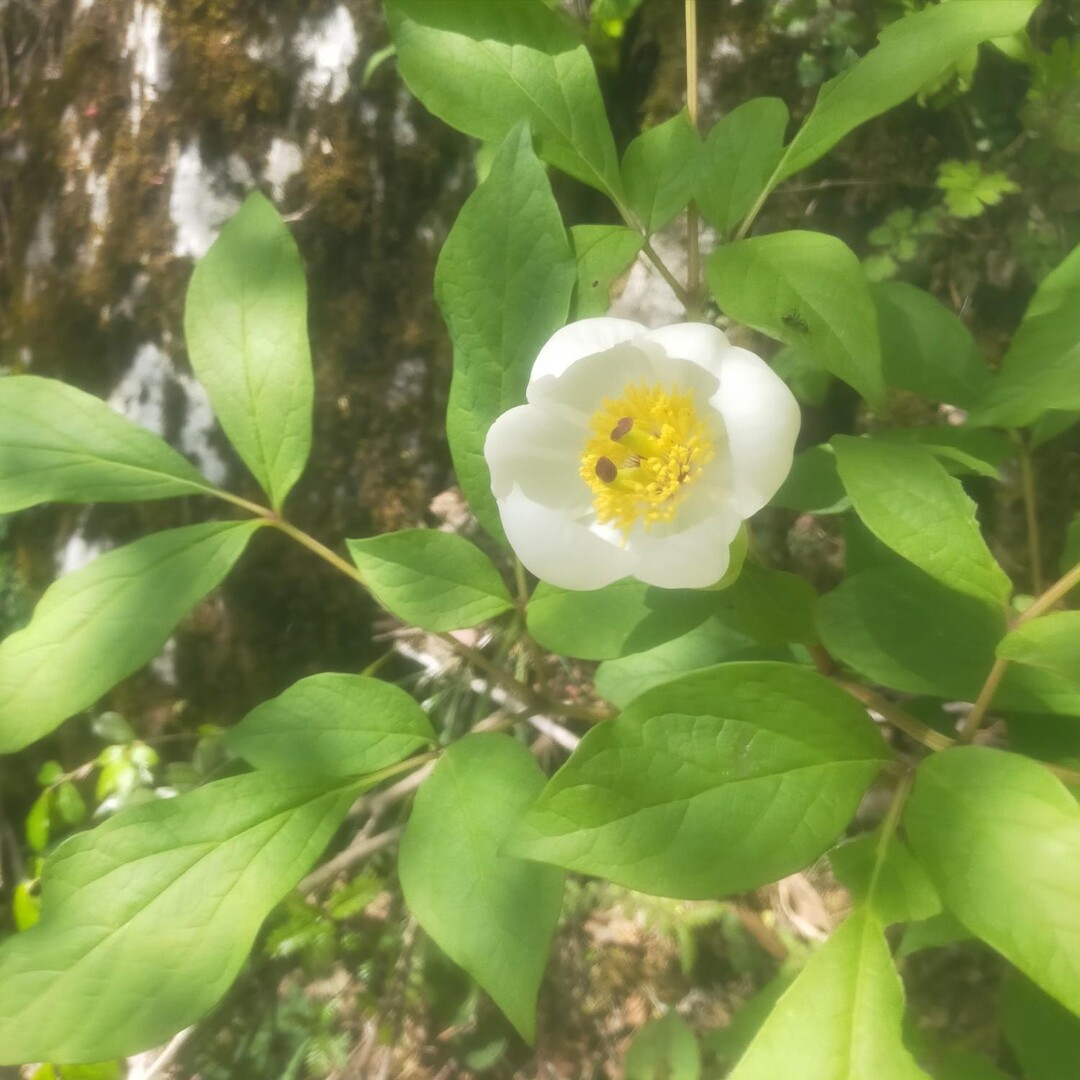 日本コバ / bunpakuさんの日本コバの活動データ | YAMAP / ヤマップ