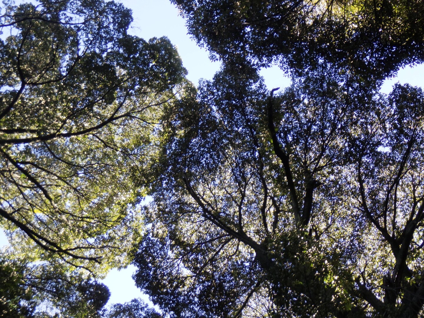 岸見山 / takurockさんの古城山の活動データ | YAMAP / ヤマップ