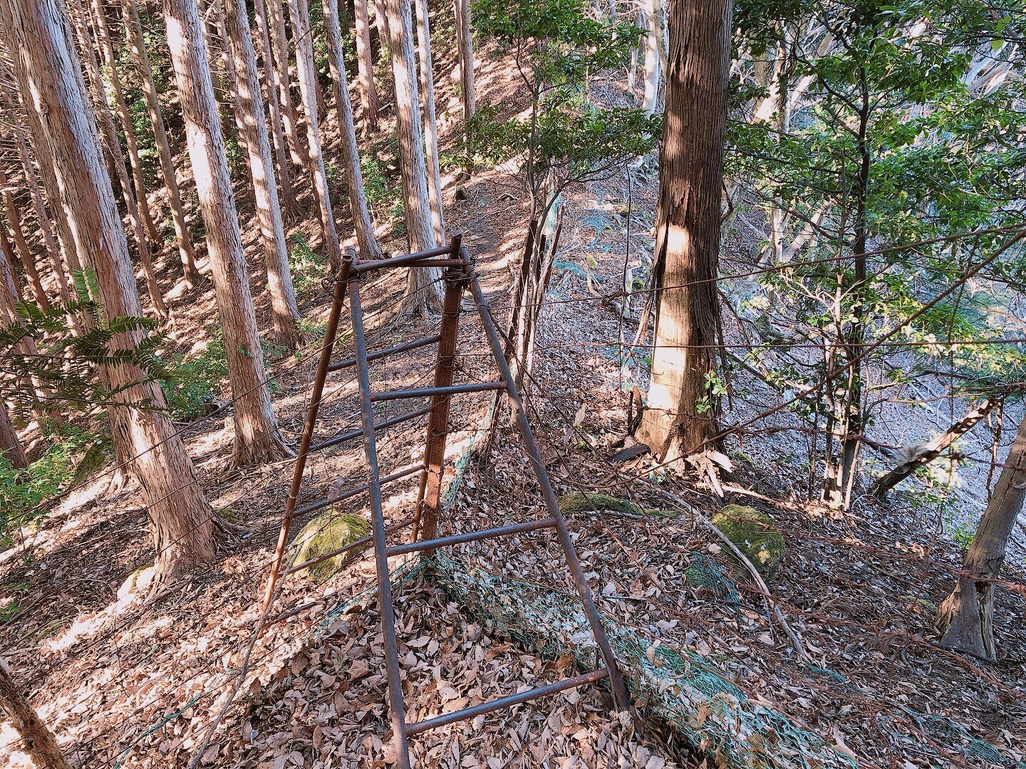 kiyoさんの投稿したフィールドメモ | YAMAP / ヤマップ