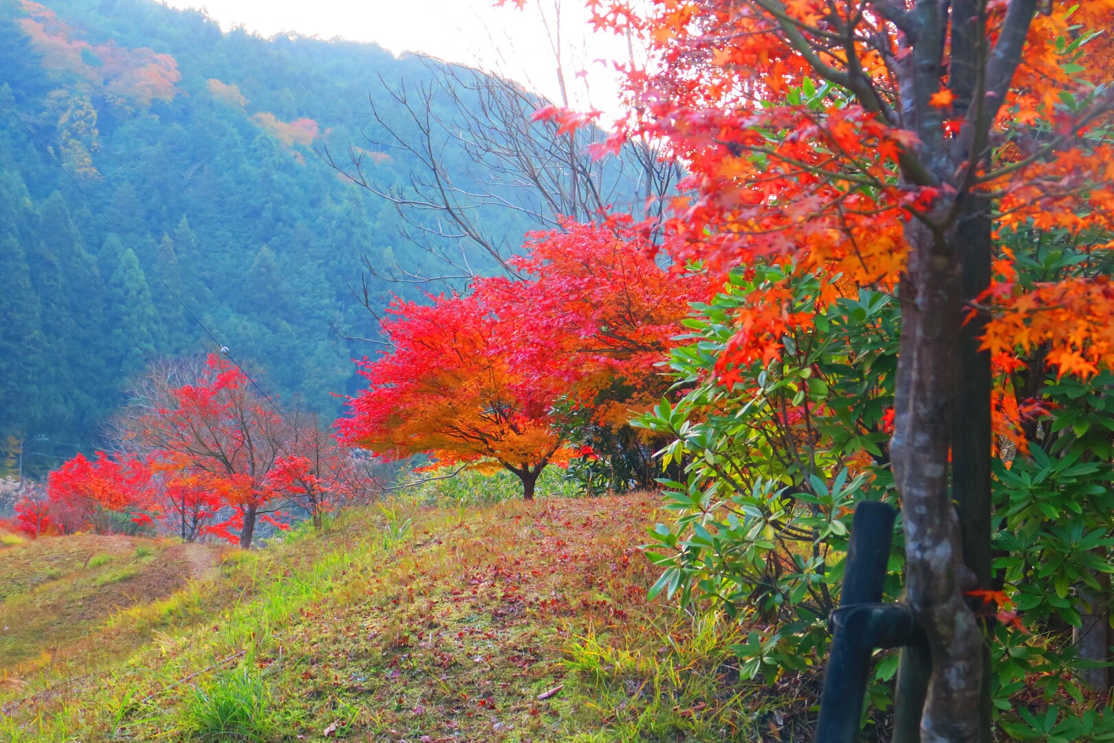 室生紅葉公園ウォーキング-2023-11-23 / n-fukuokaさんの額井岳の活動データ | YAMAP / ヤマップ