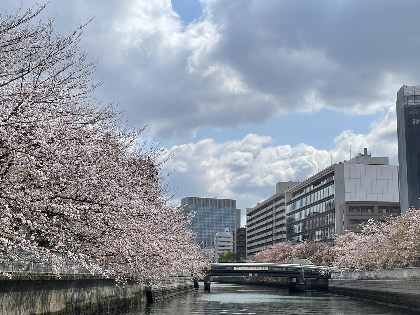 今年最後の桜は日本橋から船🚢 / ミーニャさんのモーメント | YAMAP / ヤマップ