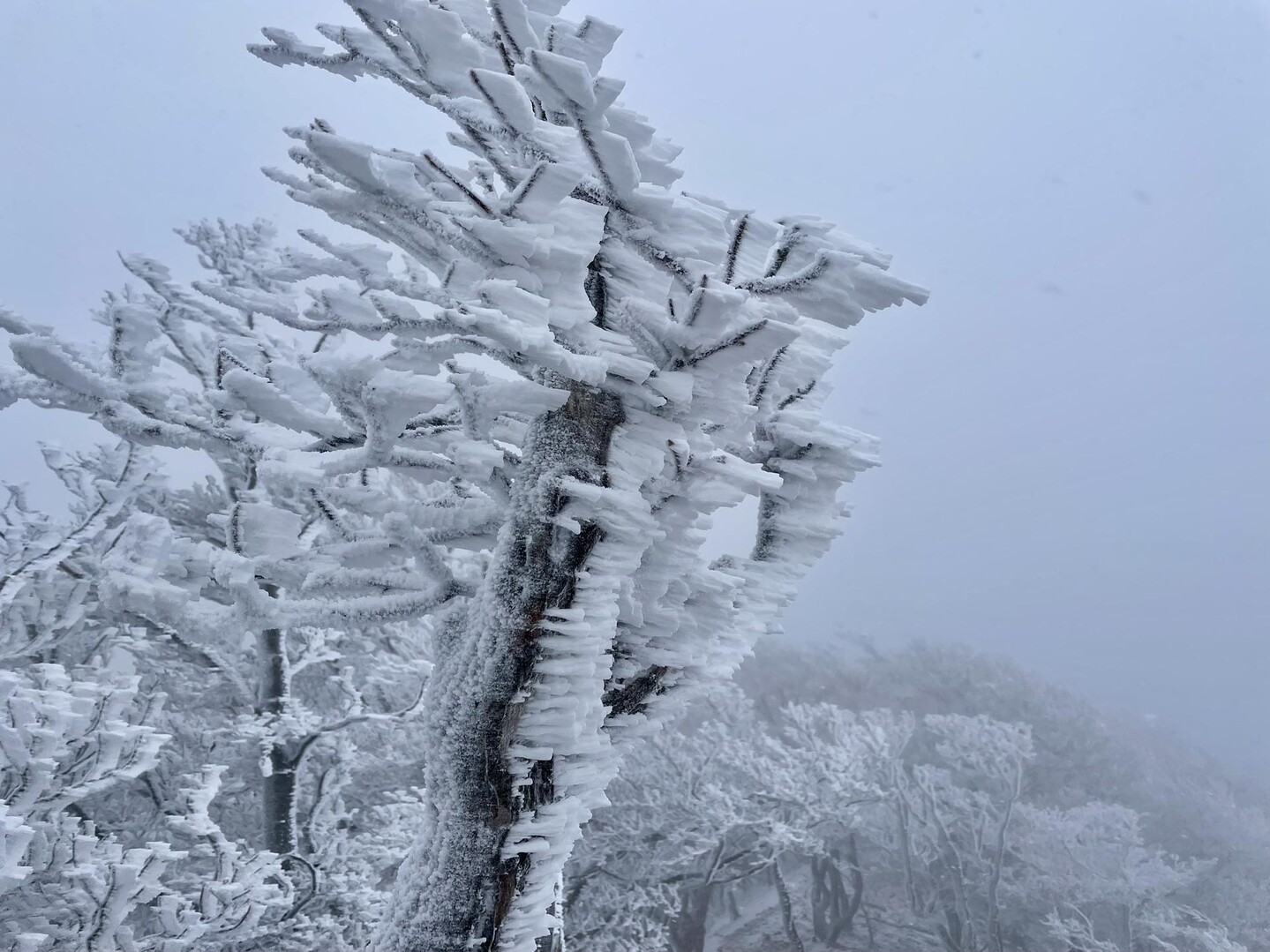 高見山 / magukoさんの登山の活動日記 | YAMAP / ヤマップ