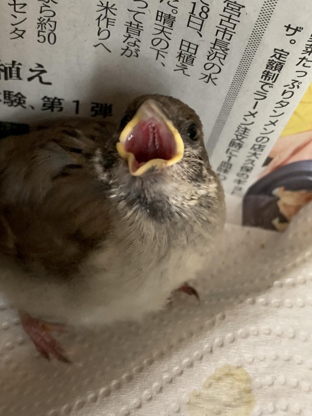 スズメの雛が旅立ちました。 私の家は古い... / usaさんのモーメント | YAMAP / ヤマップ