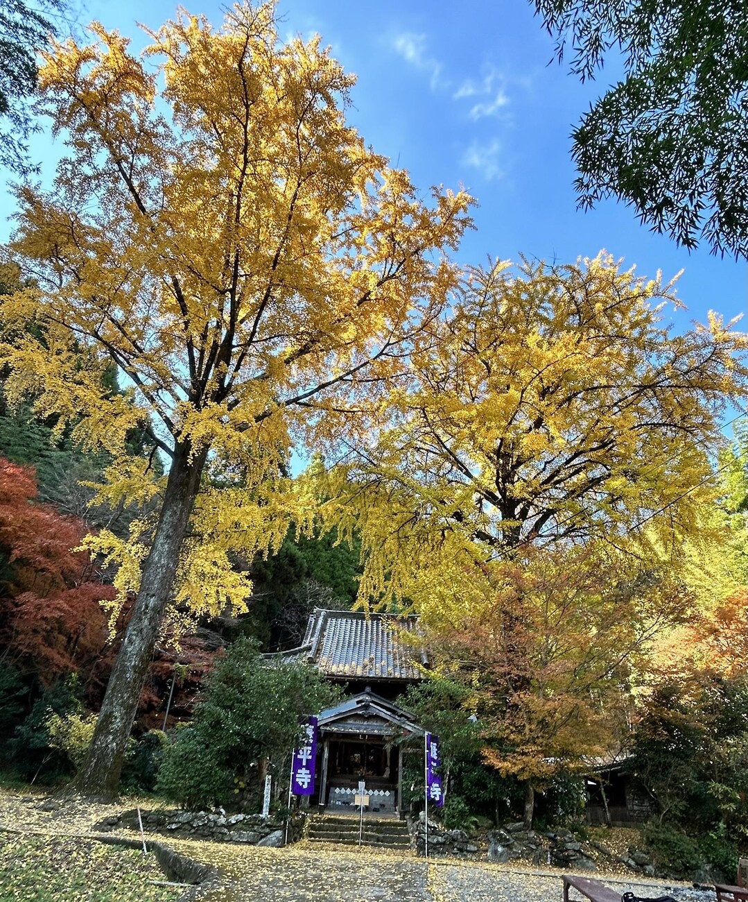 2023銀杏 ️康平寺 前回の下見で、話... / Shuuさんのモーメント | YAMAP / ヤマップ