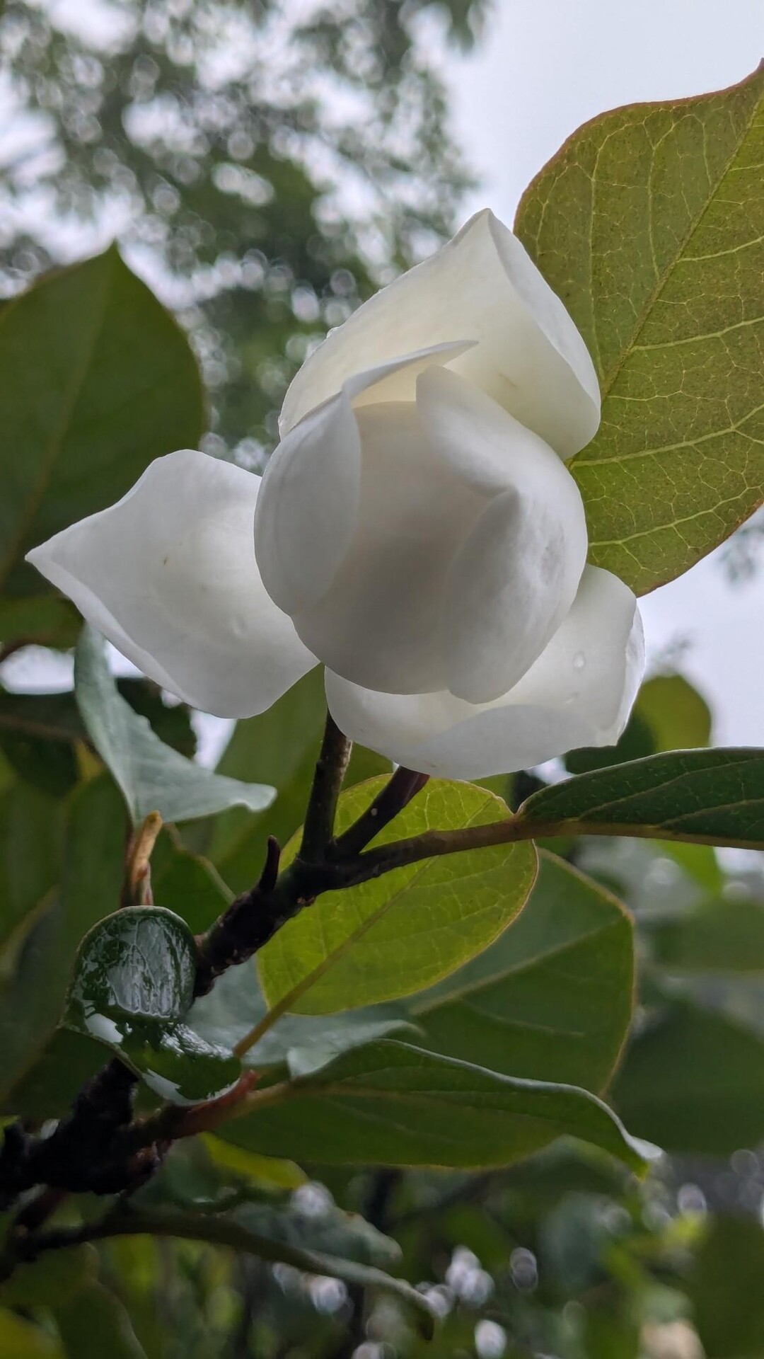 💮大山蓮華💮（祖母山） / 5959さんの祖母山の活動データ | YAMAP / ヤマップ