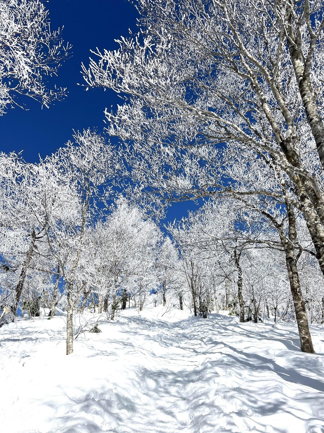 猪臥山🤍🩵 / piroさんの僧ヶ岳・駒ヶ岳（越中駒ヶ岳）の活動データ | YAMAP / ヤマップ