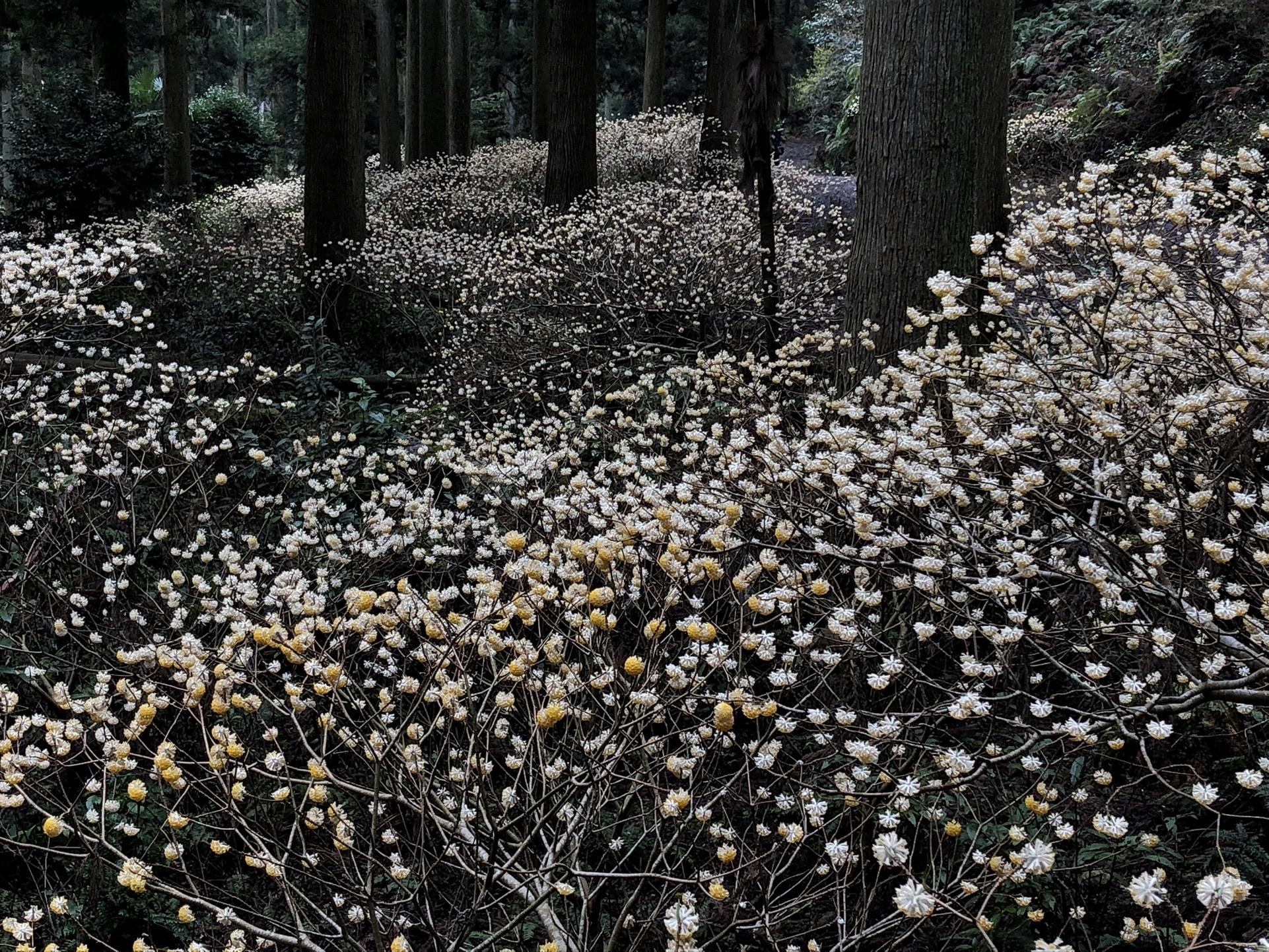 花尾山のミツマタ / neroliさんの花尾山の活動データ | YAMAP / ヤマップ