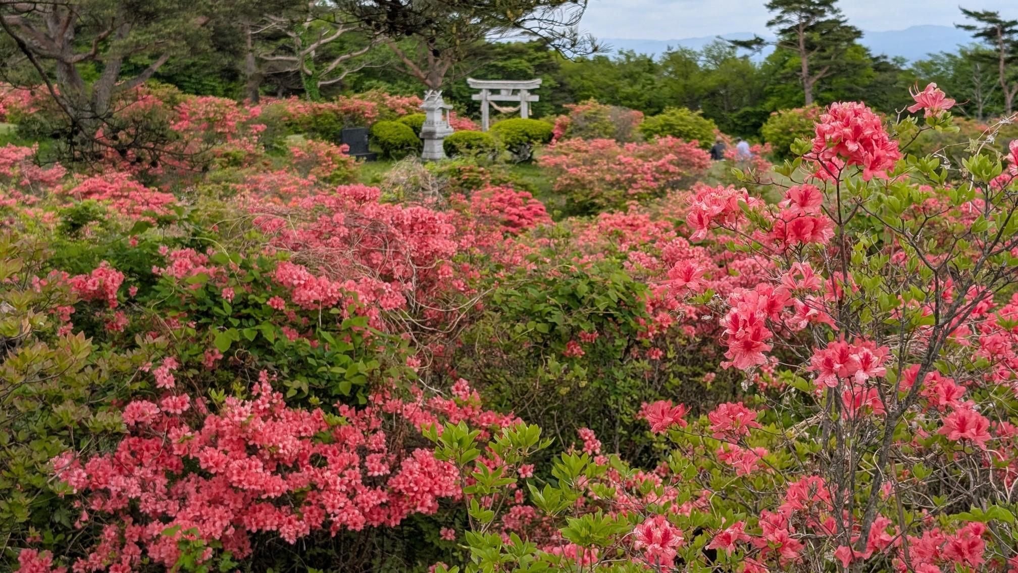 高柴山 / 3unさんの高柴山の活動データ | YAMAP / ヤマップ
