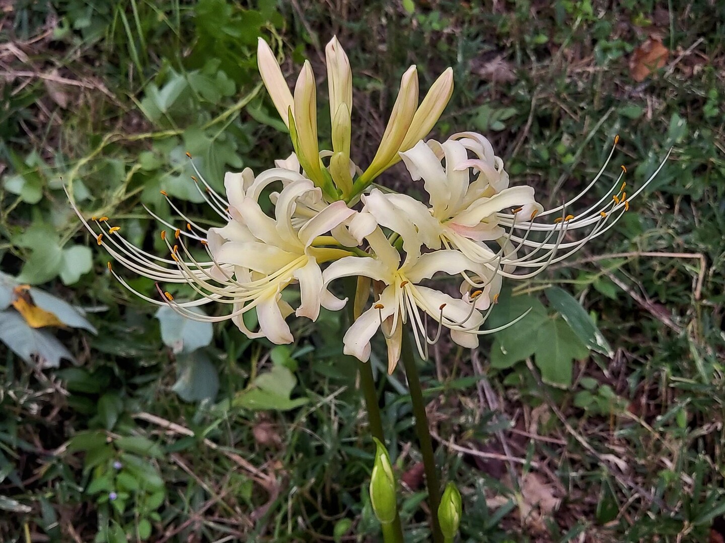 秋を集めてみました🍁 / satoさんのモーメント | YAMAP / ヤマップ