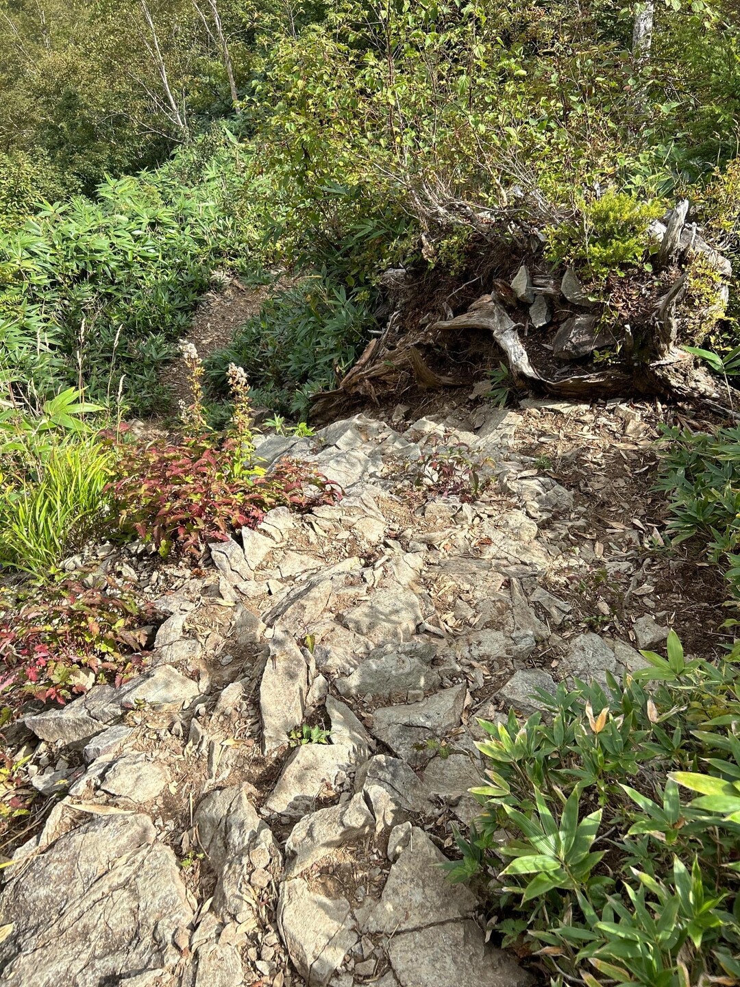 naoさんの投稿したフィールドメモ | YAMAP / ヤマップ