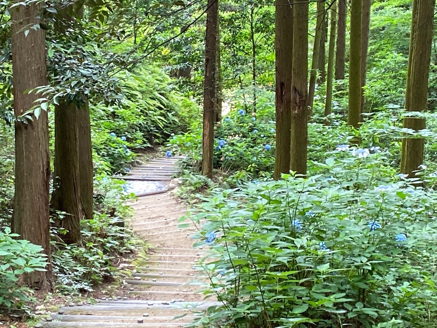 飯盛山 散歩コースにおじゃましました。🐌 / rebiさんの高祖山・飯盛山・叶岳の活動データ | YAMAP / ヤマップ