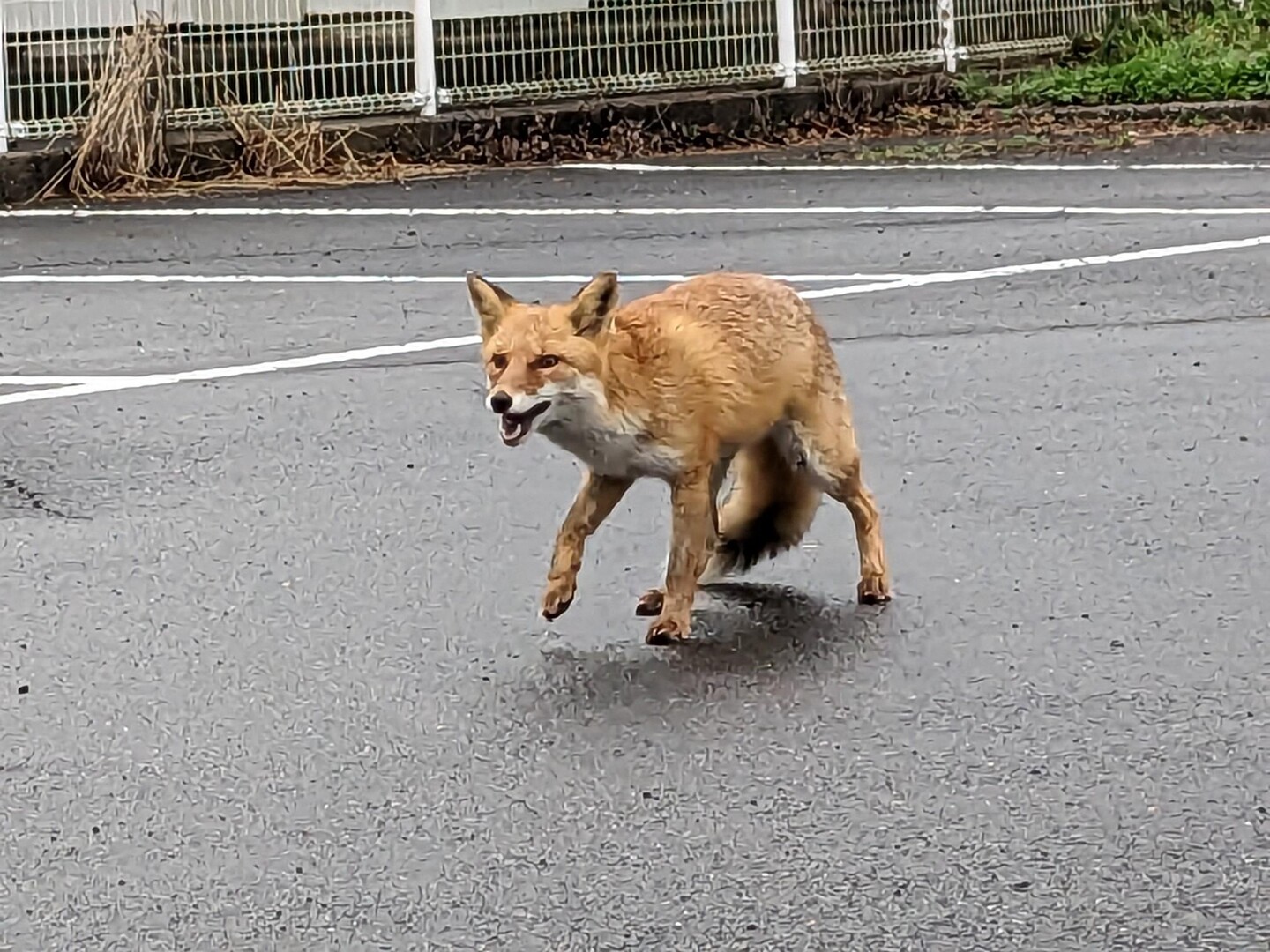 九州オルレ・嬉野コース-2023-12-16 / KOKEさんの九州オルレ・嬉野コースの活動データ | YAMAP / ヤマップ