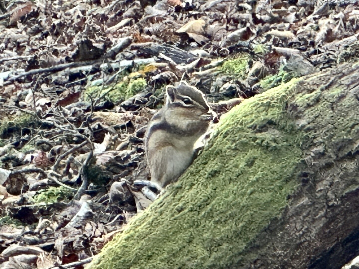 御池岳（1247m）🐿💨 / yu-ri-chan*さんの藤原岳・御池岳の活動データ | YAMAP / ヤマップ