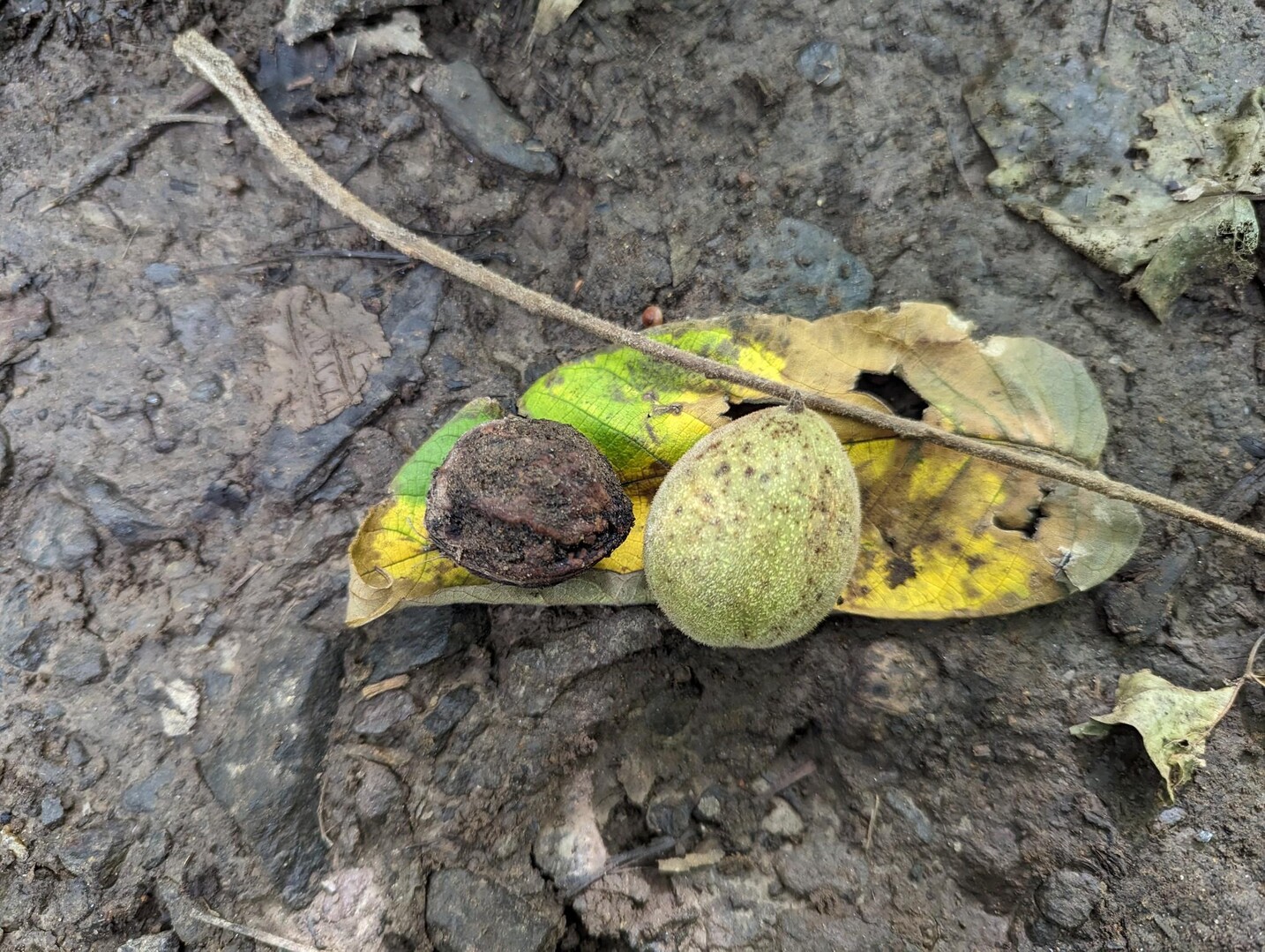 藻岩山 / hdl(はる)さんの藻岩山の活動データ | YAMAP / ヤマップ