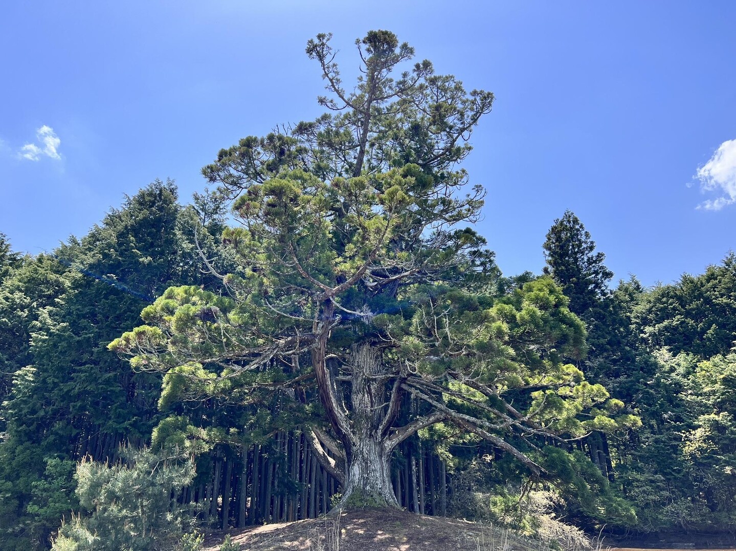 新緑 ️岩尾山・岩尾山西峰 / たけのこ zi ziさんの岩尾山の活動データ | YAMAP / ヤマップ