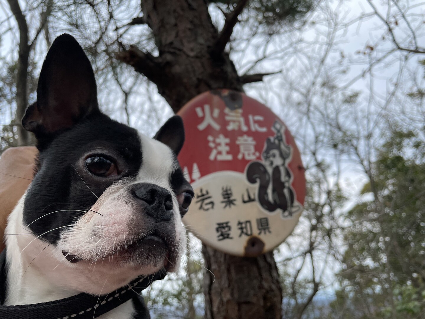 12月12日 愛知130山 岩巣山.三... / ISOさんのモーメント | YAMAP / ヤマップ