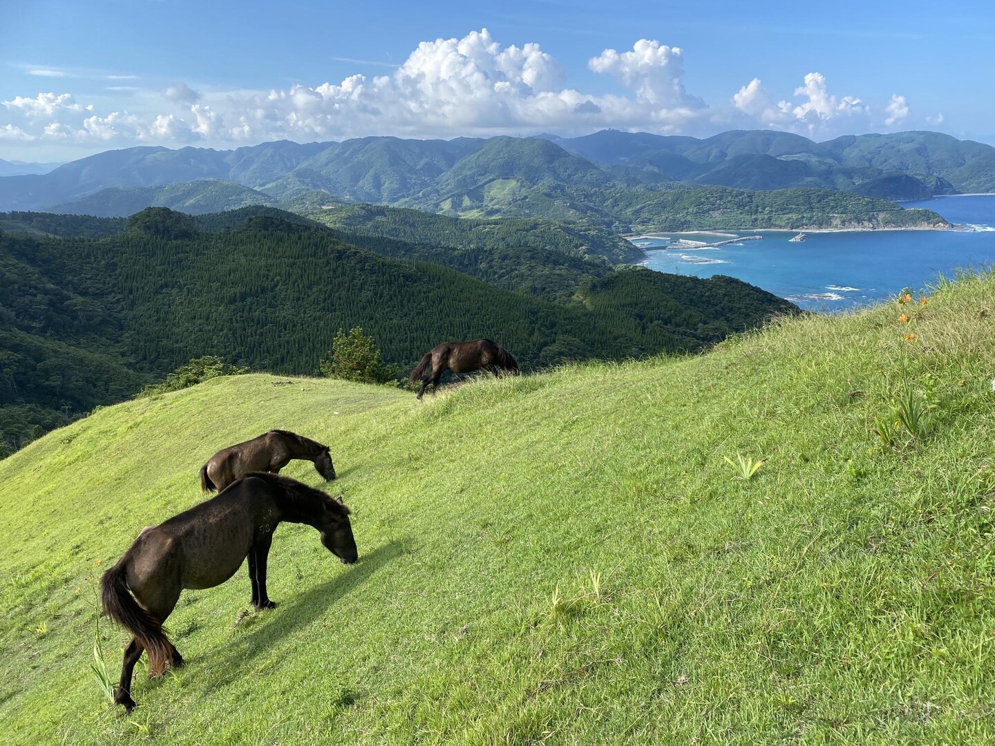 都井岬 / amanomanさんの扇山の活動データ | YAMAP / ヤマップ