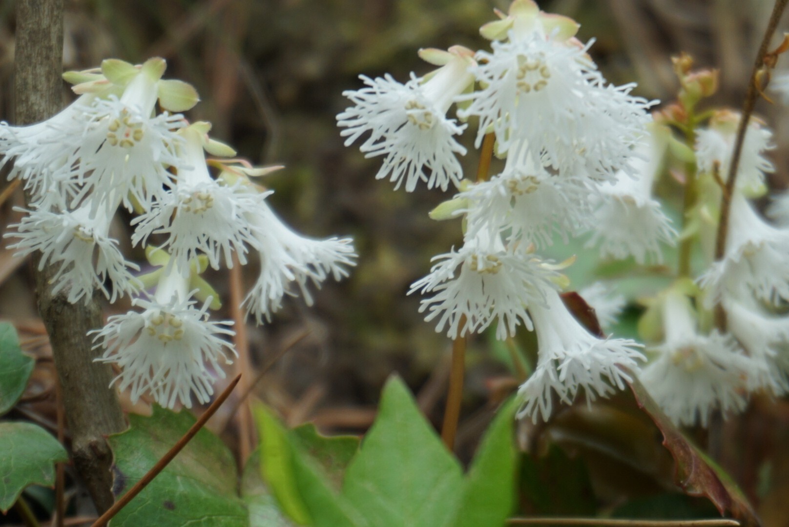 春の花咲く湯村山・法泉寺山・白山 / fuu-rinさんの興因寺山・淡雪山・八王子山の活動データ | YAMAP / ヤマップ