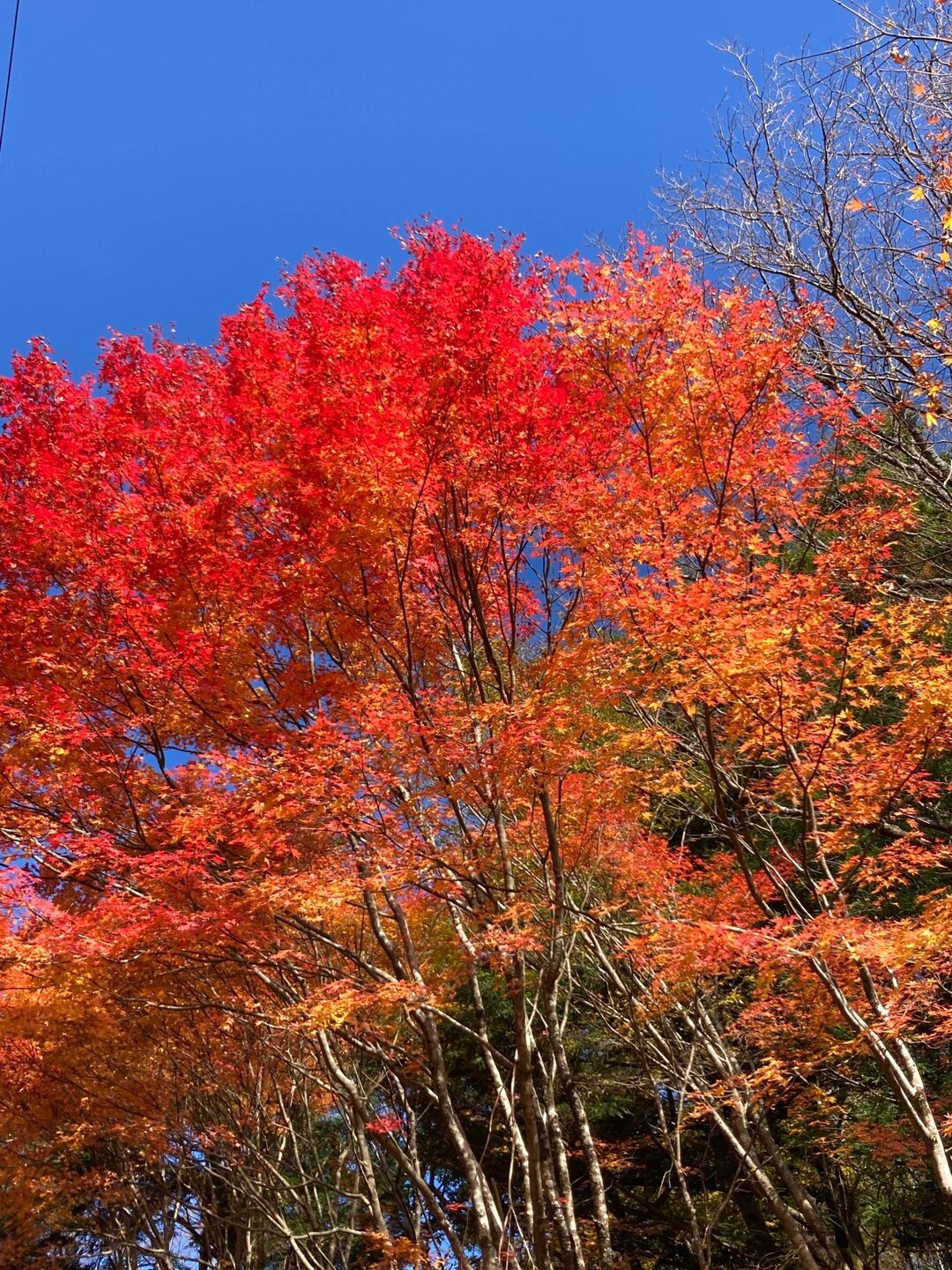 脊梁への足がかり（大金峰・小金峰・雁俣山） / IMATさんの大金峰・小金峰の活動データ | YAMAP / ヤマップ