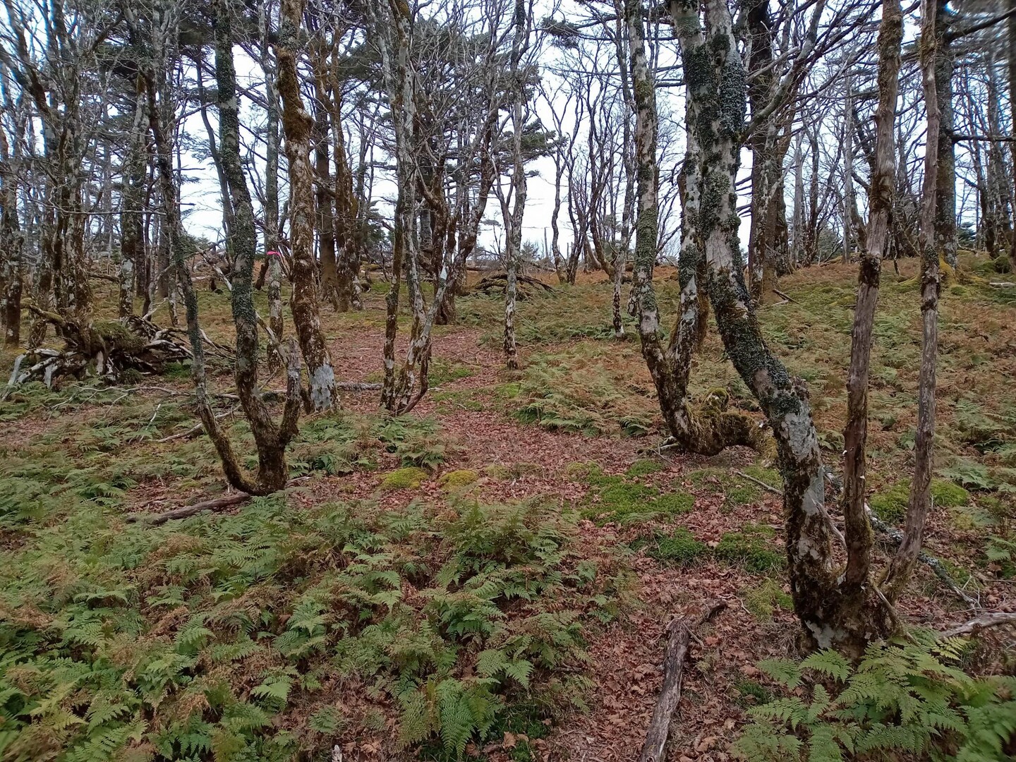 bambooさんの投稿したフィールドメモ | YAMAP / ヤマップ