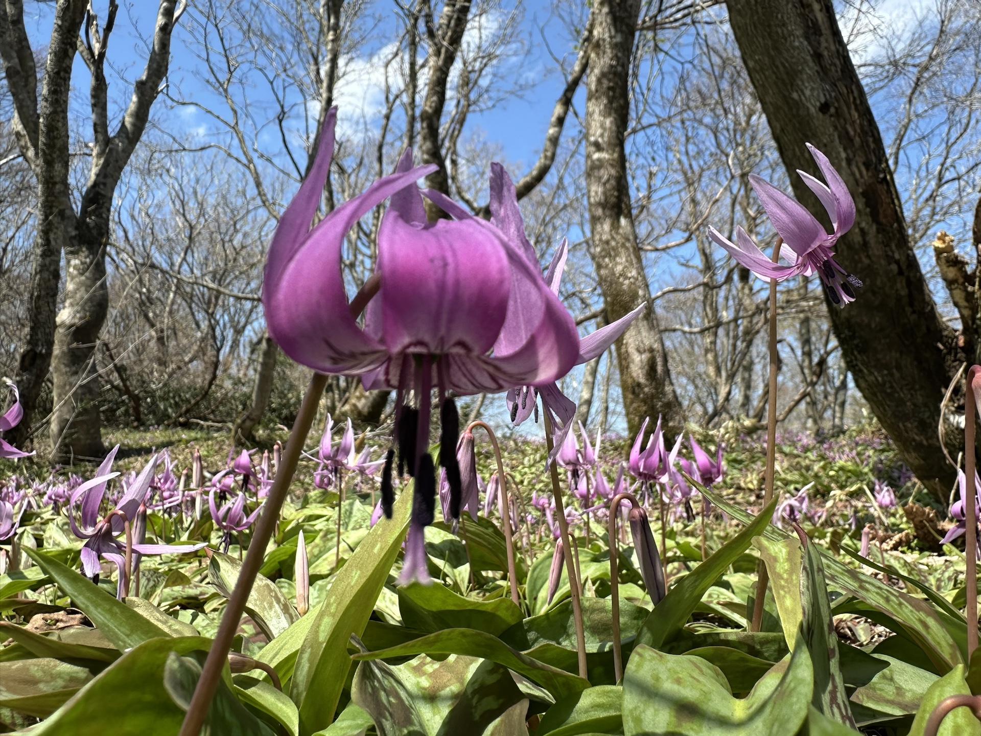 船通山 / junjunさんの船通山・玉峰山の活動データ | YAMAP / ヤマップ