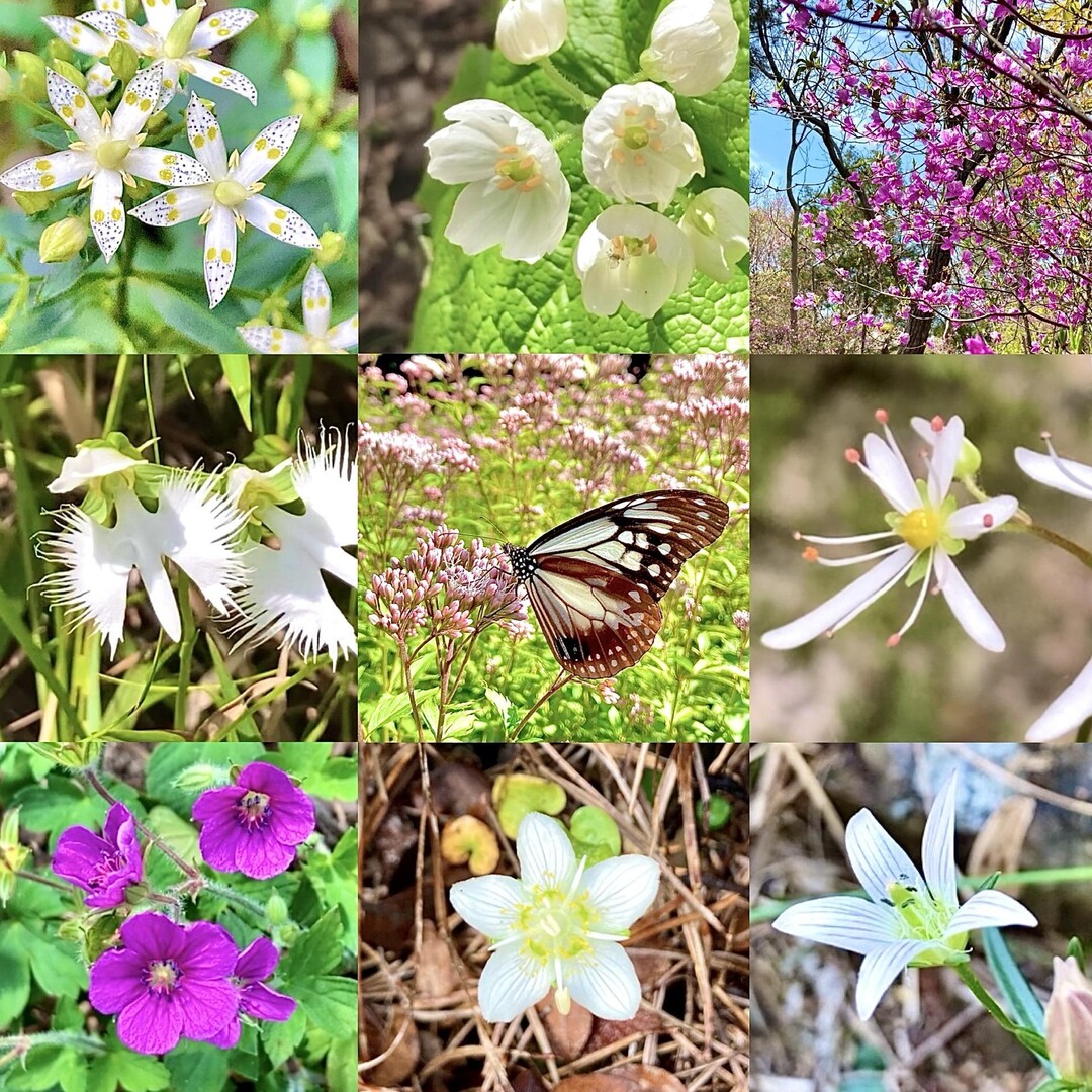 今年1年を振り返って、山で出会った花を ... / chieさんのモーメント | YAMAP / ヤマップ