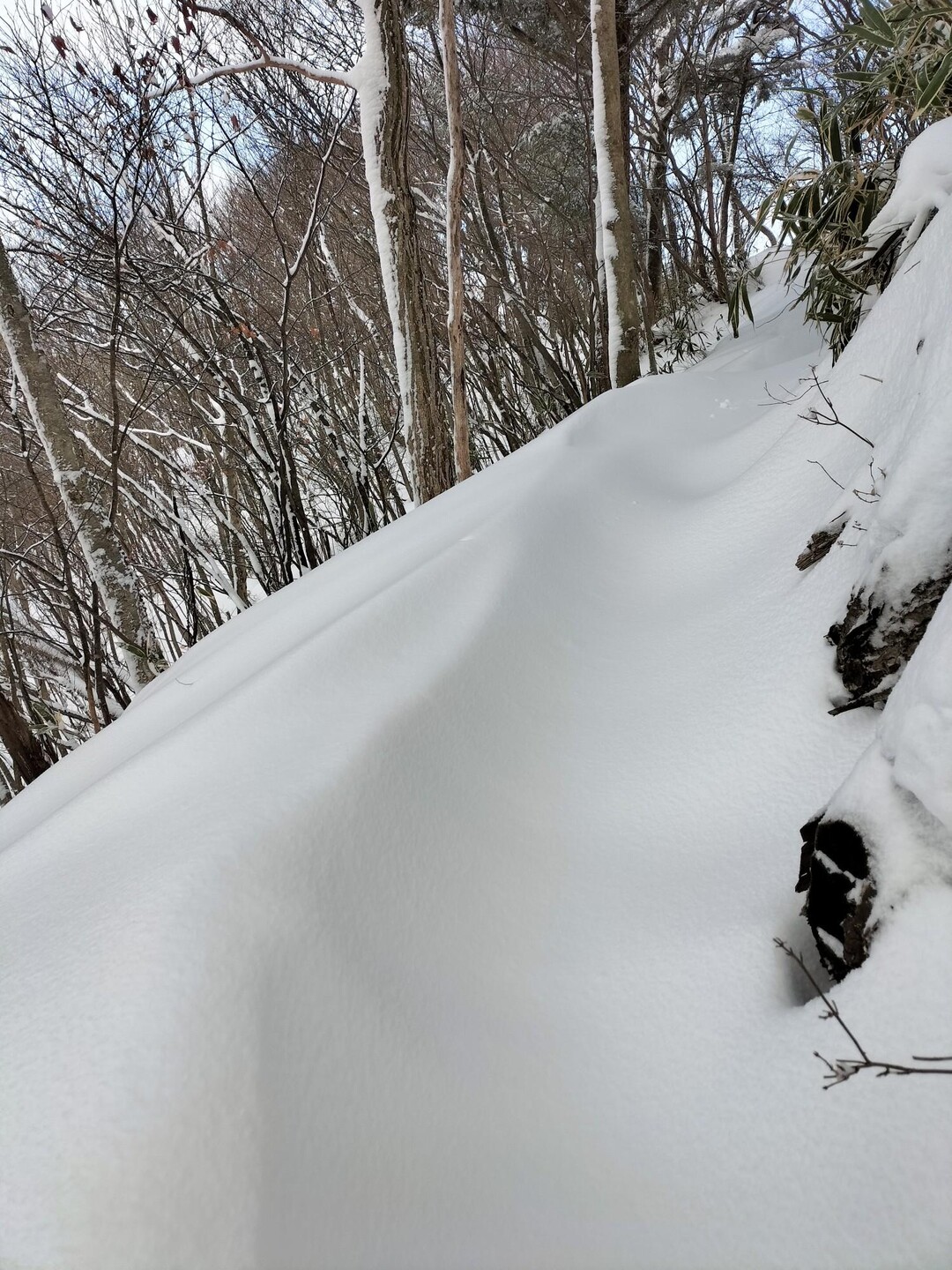 瓢ヶ岳トレーニング / pさんの高賀山・瓢ヶ岳・片知山の活動日記 | YAMAP / ヤマップ