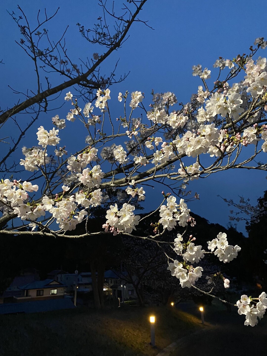 小堤山公園（こづつみやま） 春爛漫 / ichi-rokuさんのモーメント | YAMAP / ヤマップ