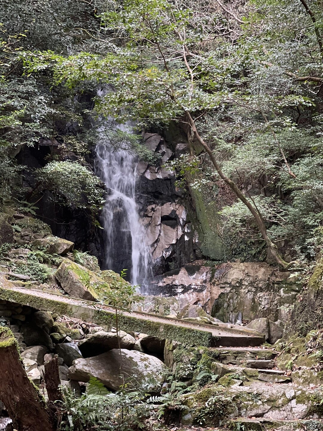 雲野尾峠 / ナカジんさんの九千部山・石谷山の活動データ | YAMAP / ヤマップ