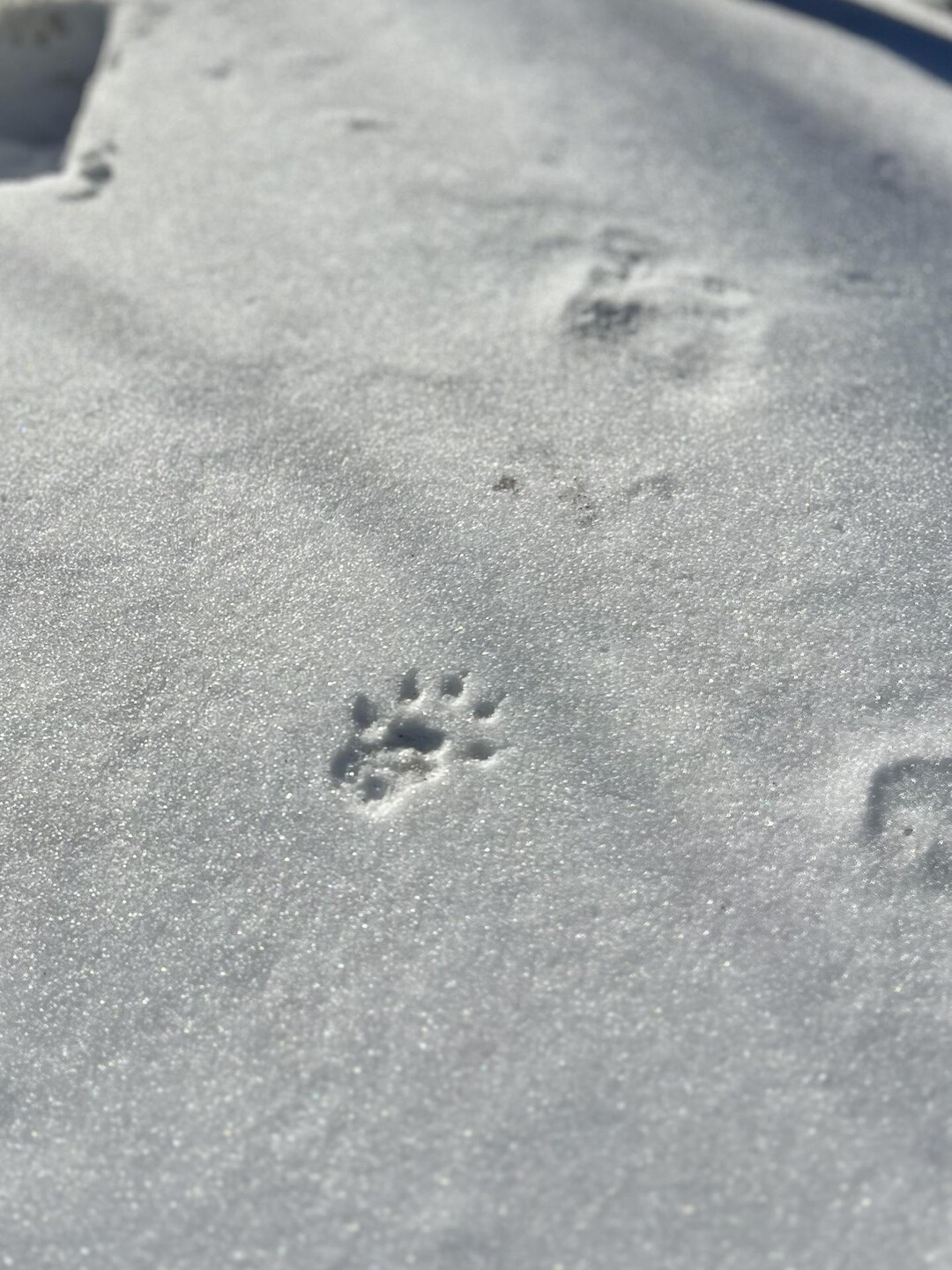 強風🌬🌬🌪試練の大形山‪ꔛ‬🥲‎ / miiさんの鳴神山・吾妻山の活動データ | YAMAP / ヤマップ