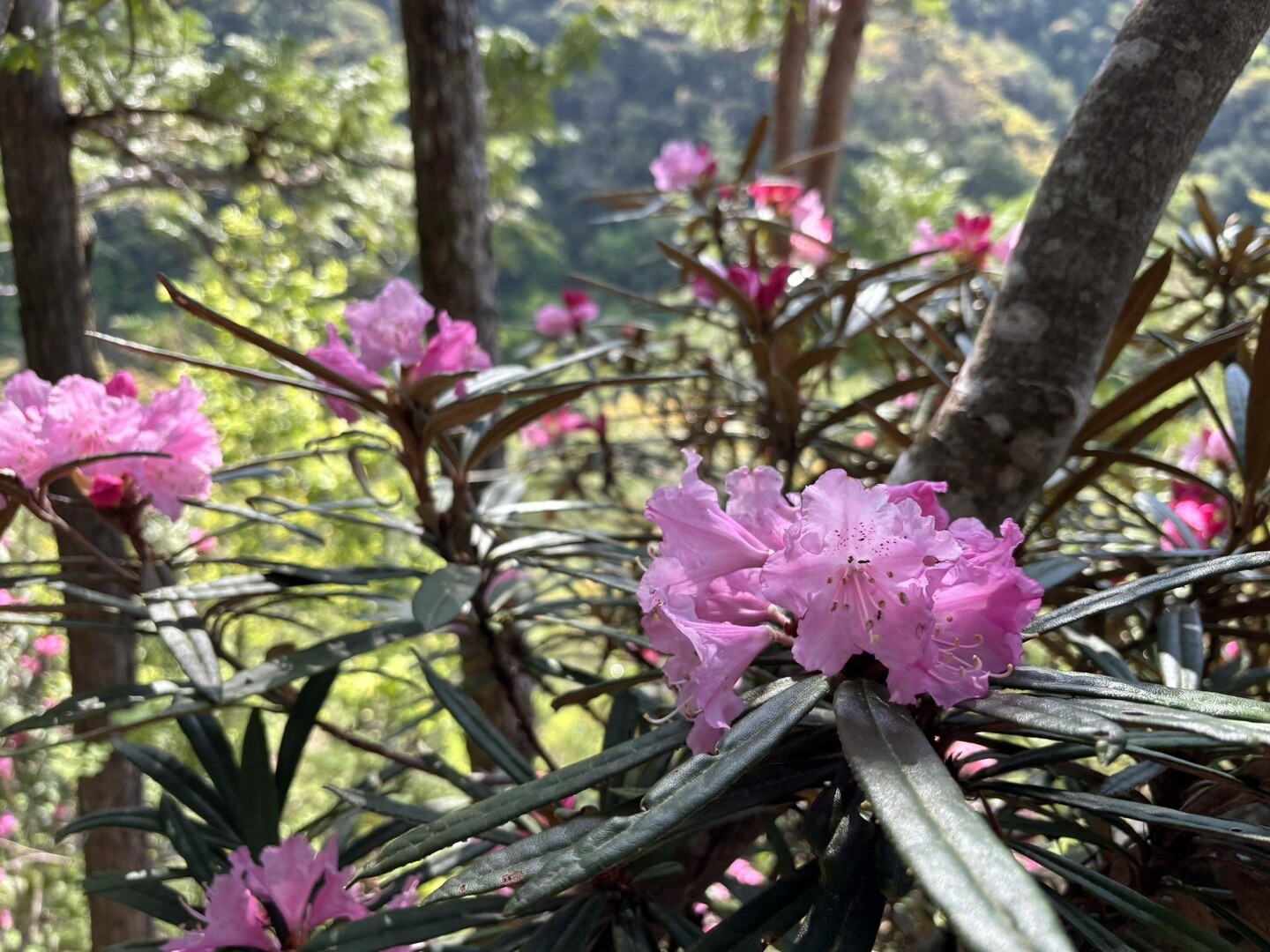 シャクナゲ満開の直登からの八丁尾根 / yuziさんの明神山（三ツ瀬明神山）の活動データ | YAMAP / ヤマップ