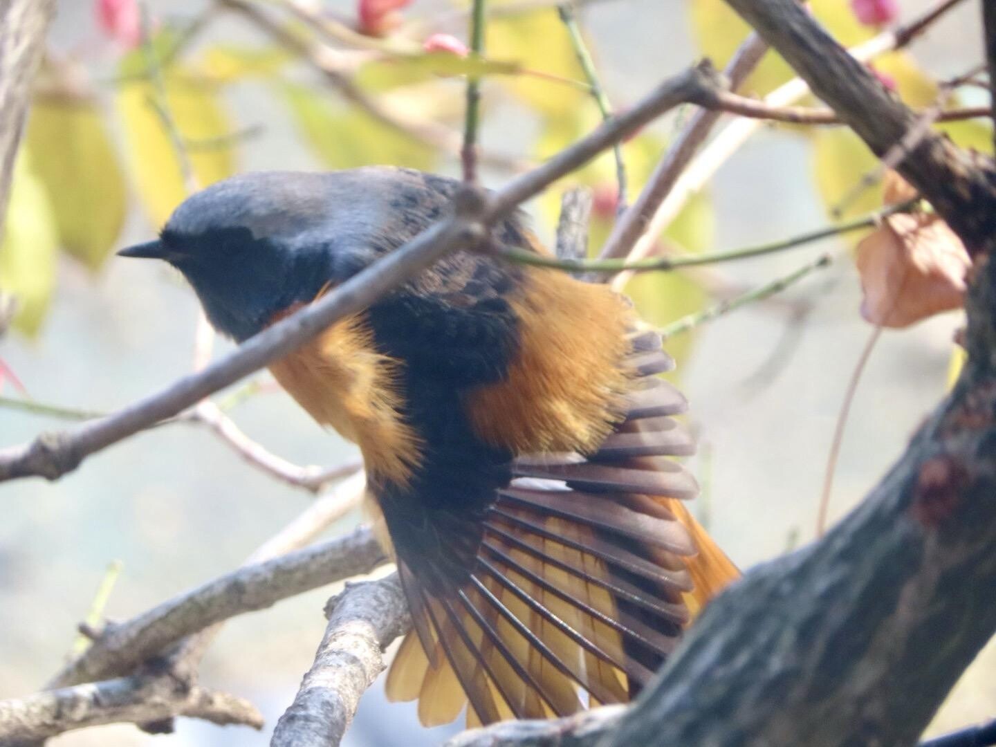 自宅の窓から野鳥観察 第33弾 202... / otaksaさんのモーメント | YAMAP / ヤマップ
