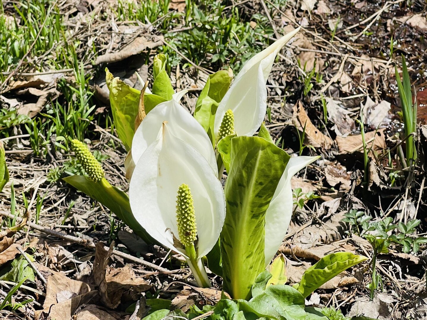 ミニ尾瀬公園now / としさんの会津駒ヶ岳の活動データ | YAMAP / ヤマップ