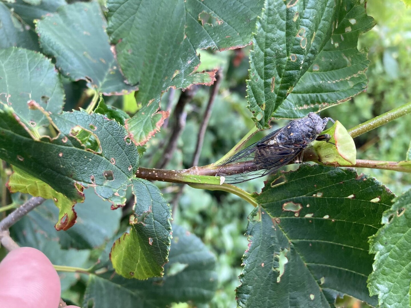 今日は西山でよかった😄 / Happyさんの樽前山・風不死岳の活動データ | YAMAP / ヤマップ